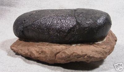 Dinosaur Eggs Real dinosaur eggs or replica